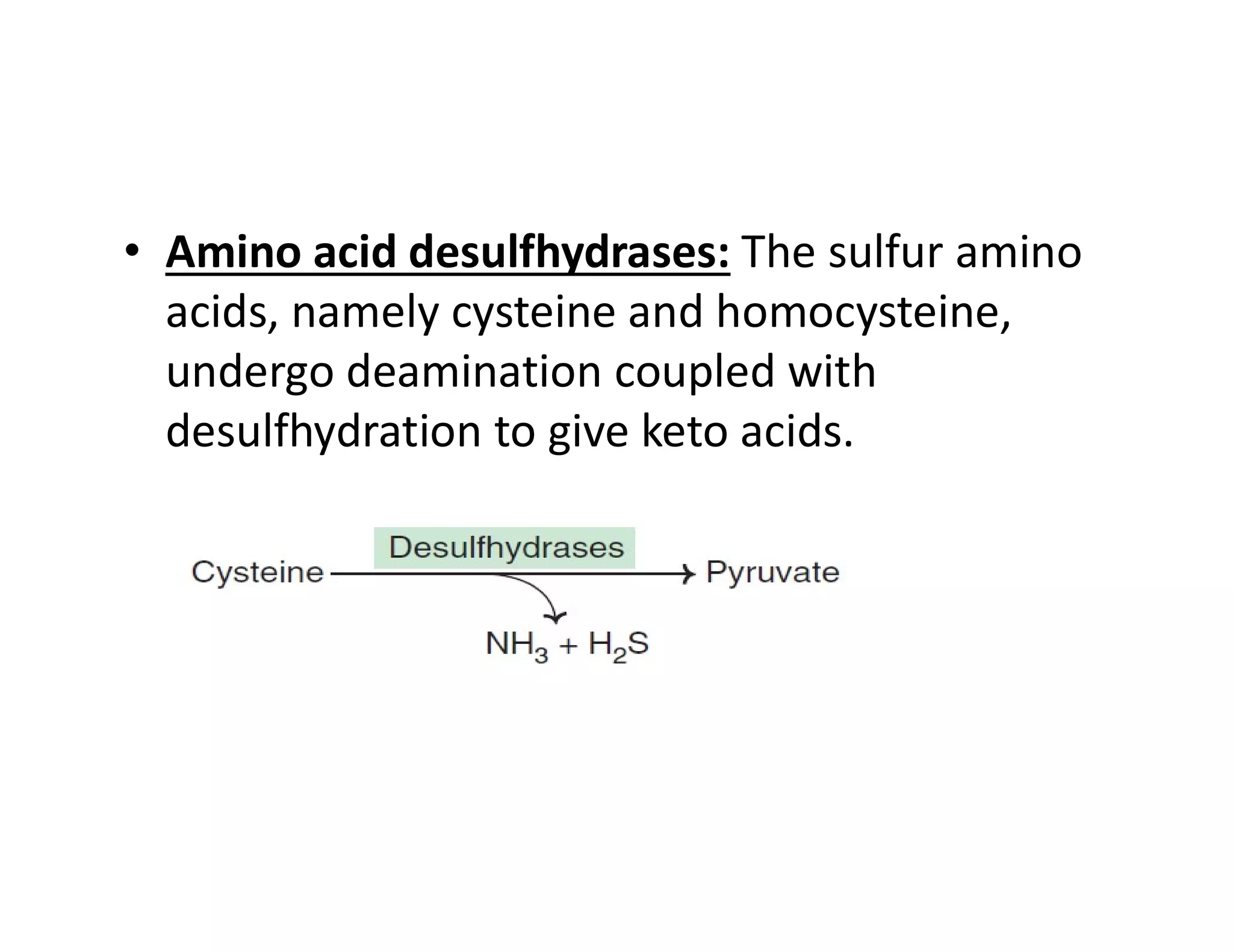 Amino acid metabolism | Transamination | Deamination | | PDF