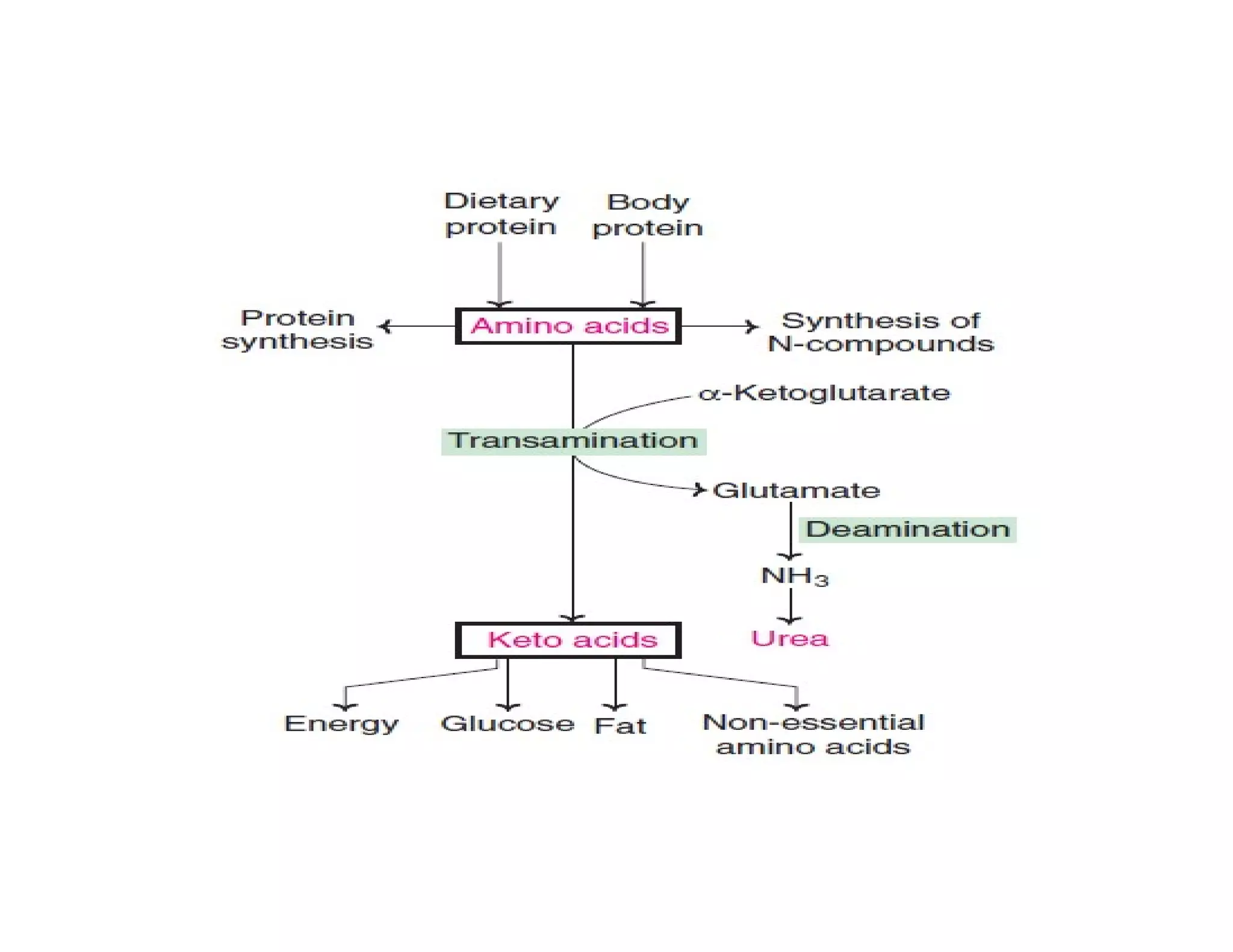 Amino acid metabolism | Transamination | Deamination | | PDF