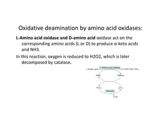 Amino acid metabolism | Transamination | Deamination | | PDF