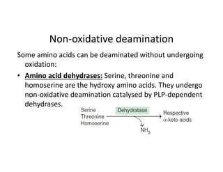 Amino acid metabolism | Transamination | Deamination | | PDF