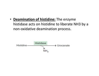 Amino acid metabolism | Transamination | Deamination | | PDF