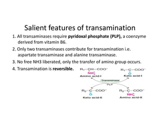 Amino acid metabolism | Transamination | Deamination | | PDF