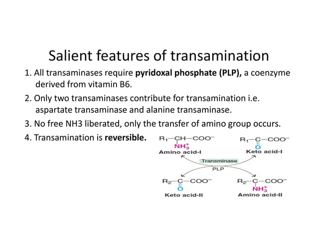 Amino acid metabolism | Transamination | Deamination | | PDF