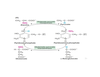 Amino acid metabolism | Transamination | Deamination | | PDF