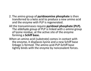 Amino acid metabolism | Transamination | Deamination | | PDF