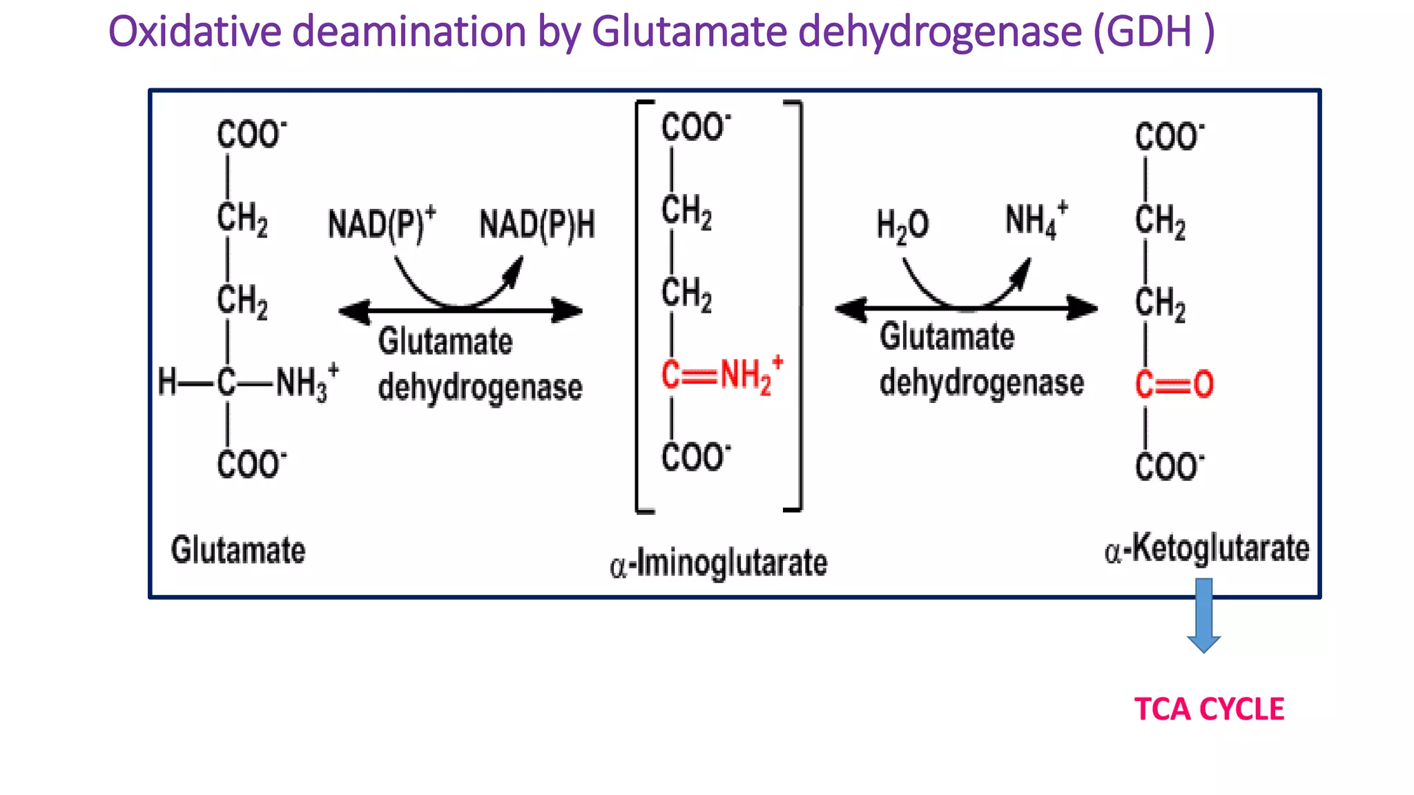 Transamination & deamination | PDF