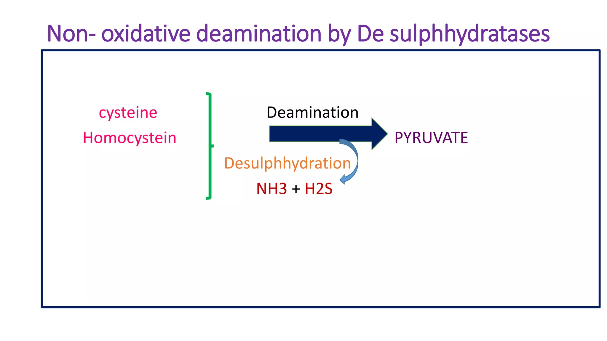 Transamination & deamination | PDF