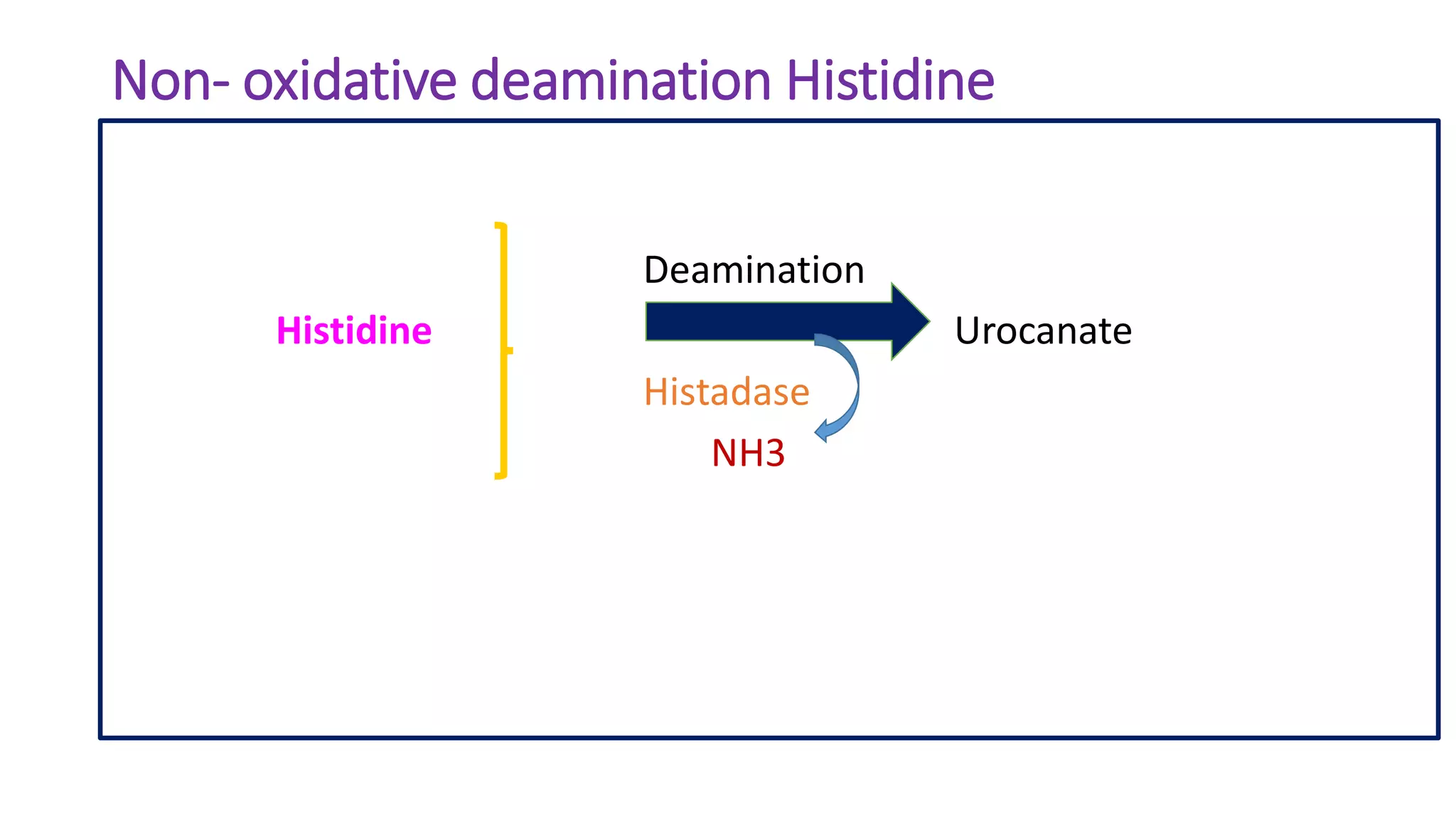 Transamination & deamination | PDF