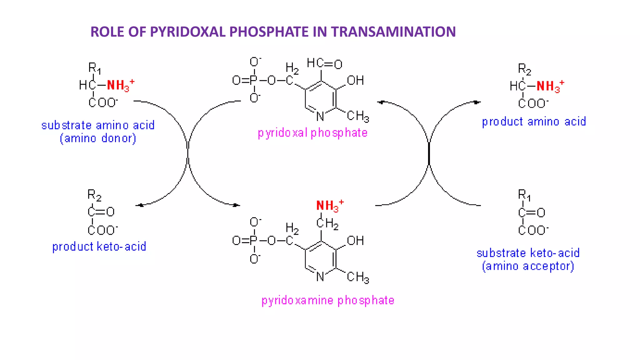 Transamination & deamination | PDF