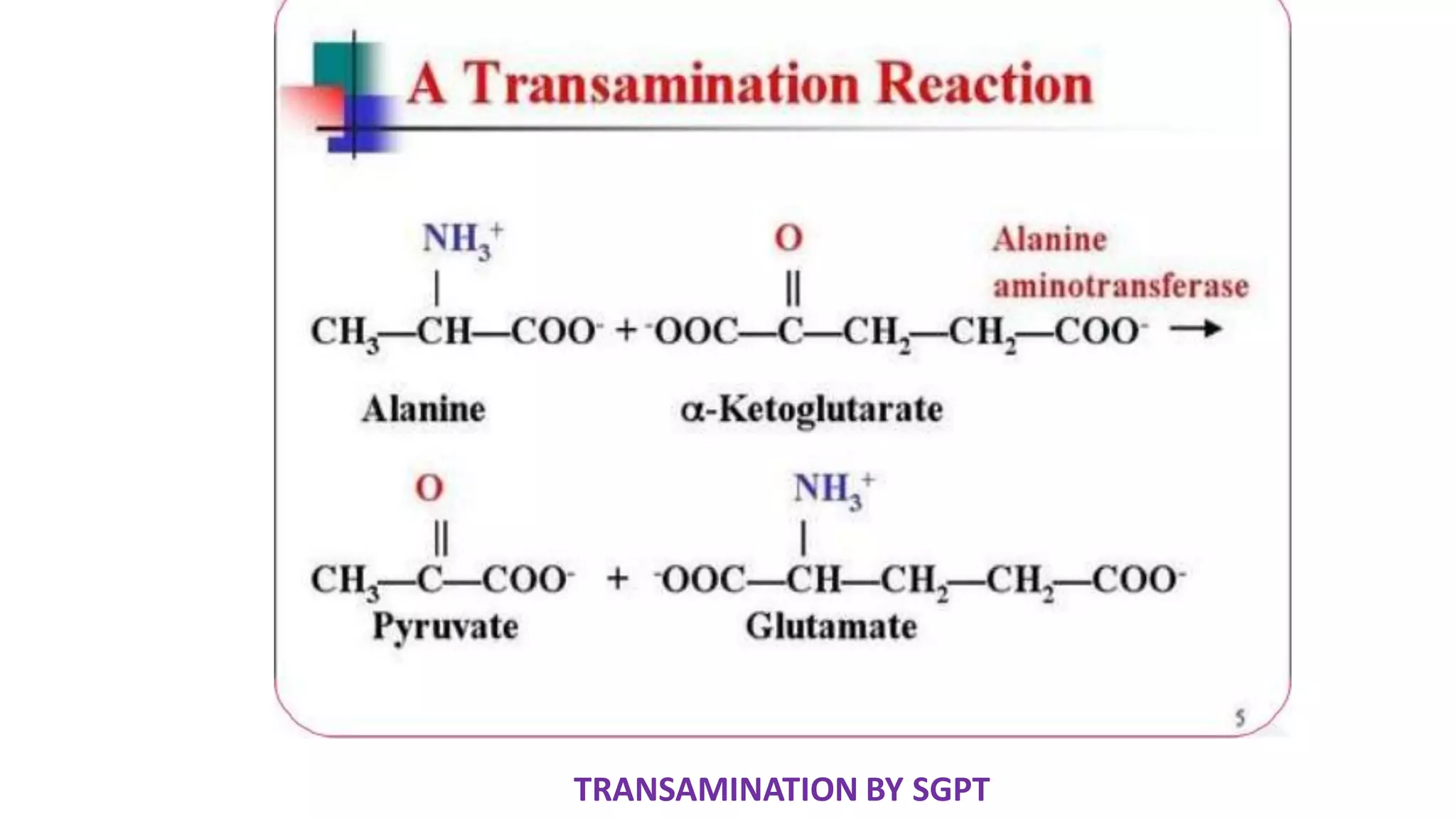 Transamination & deamination | PDF
