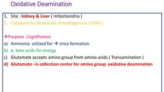 Transamination & deamination | PDF