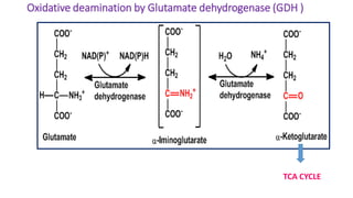 Transamination & deamination | PDF