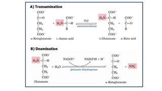 Transamination & deamination | PDF