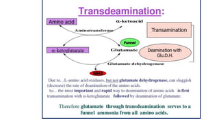 Transamination & deamination | PDF
