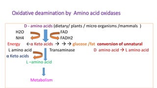 Transamination & deamination | PDF
