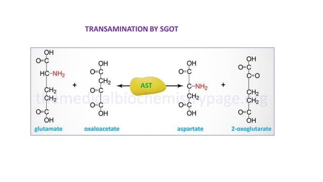 Transamination & deamination | PDF | Endocrine and Metabolic Diseases ...
