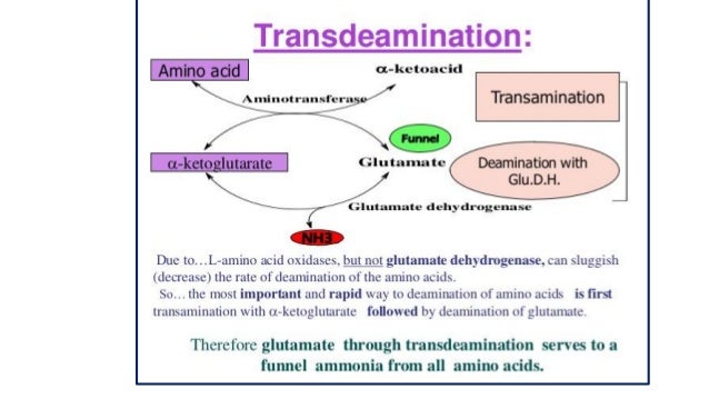 Transamination & deamination