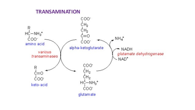 Transamination & deamination