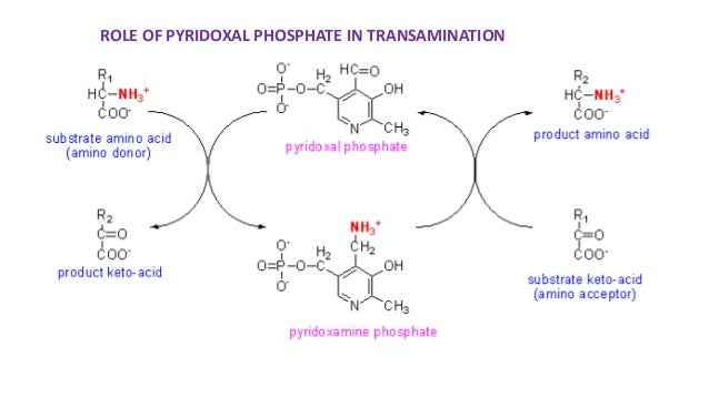 Transamination & deamination