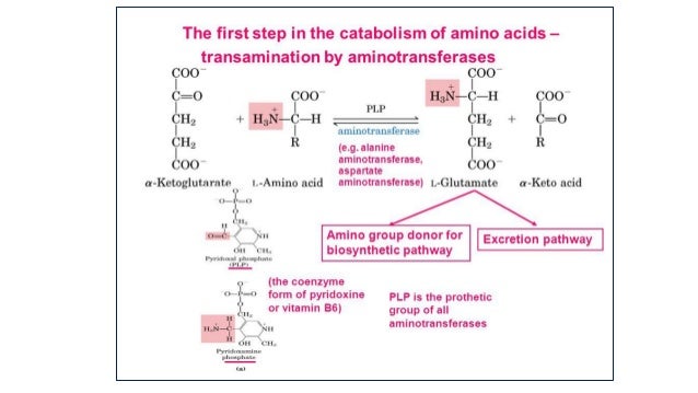 Transamination & deamination
