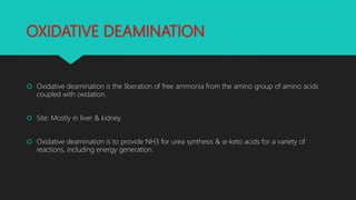 Transamination & Deamination | PPTX