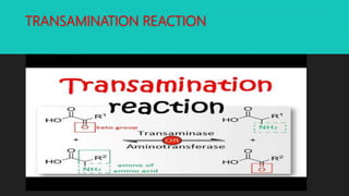Transamination & Deamination | PPTX