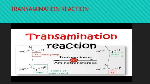 Transamination & Deamination | PPTX