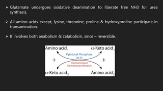 Transamination & Deamination | PPTX