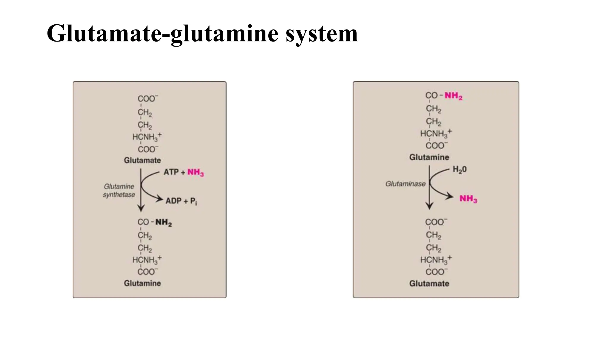 Transamination and urea cycle of protein metabolism.pptx