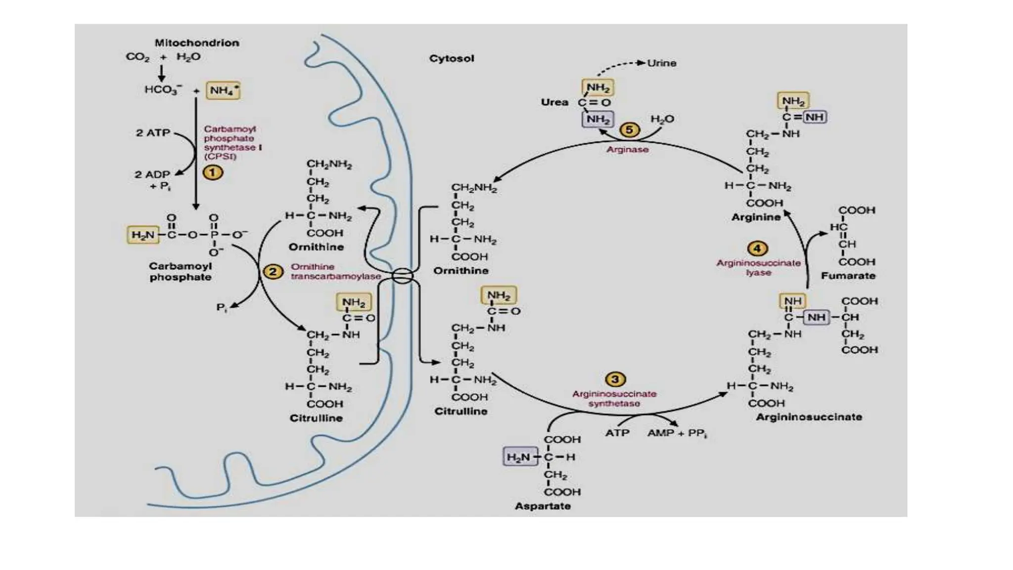 Transamination and urea cycle of protein metabolism.pptx