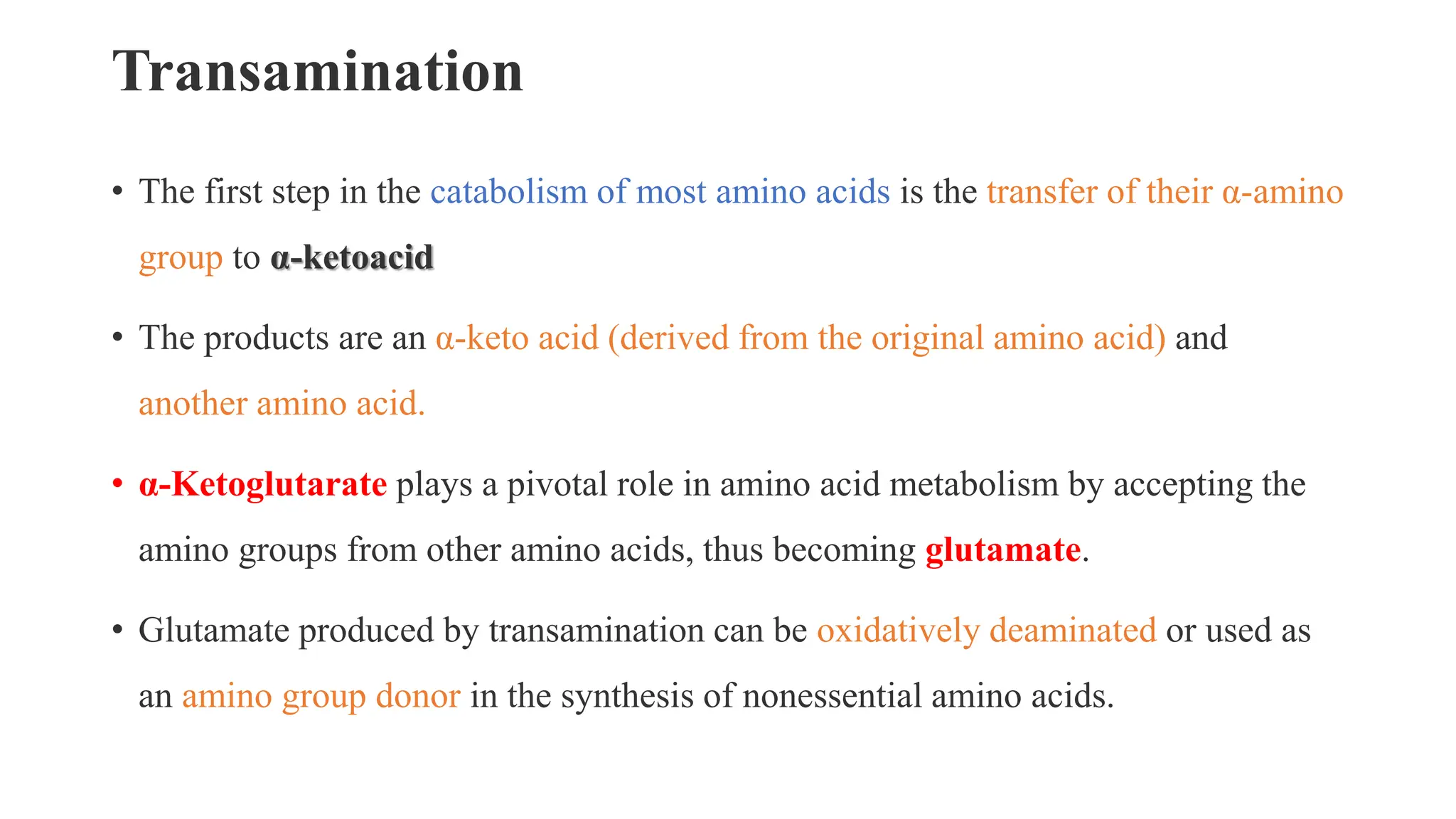 Transamination and urea cycle of protein metabolism.pptx