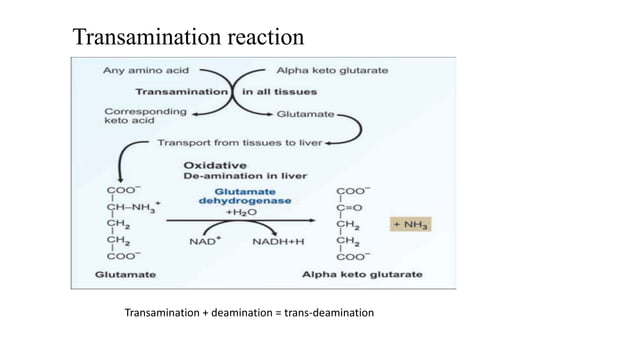 Transamination and urea cycle of protein metabolism.pptx