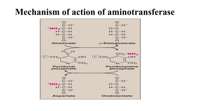 Transamination and urea cycle of protein metabolism.pptx