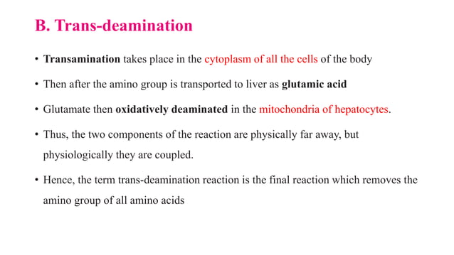 Transamination and urea cycle of protein metabolism.pptx