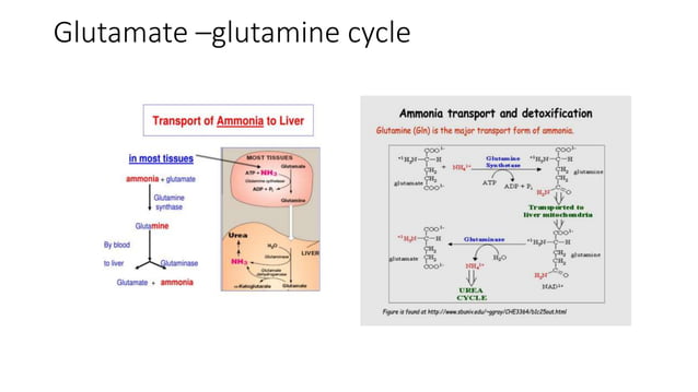 Transamination and urea cycle of protein metabolism.pptx