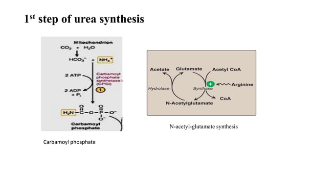 Transamination and urea cycle of protein metabolism.pptx