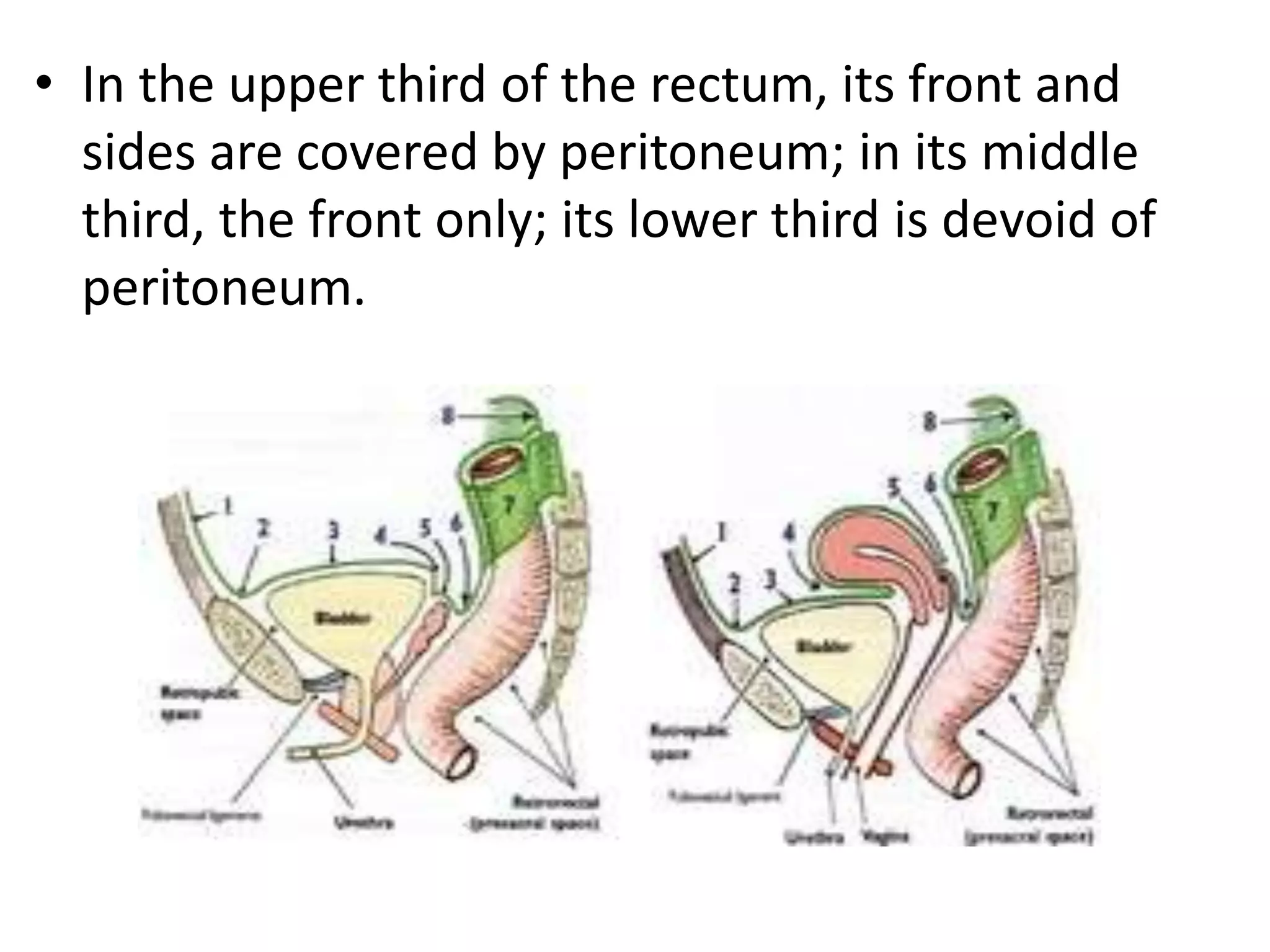 Transanal total mesorectal excision | PPTX