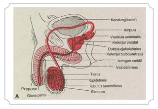 Trans anfis alat reproduksi pria | PPT