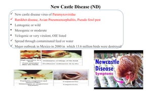 Transboundary diseases and their control | PPT