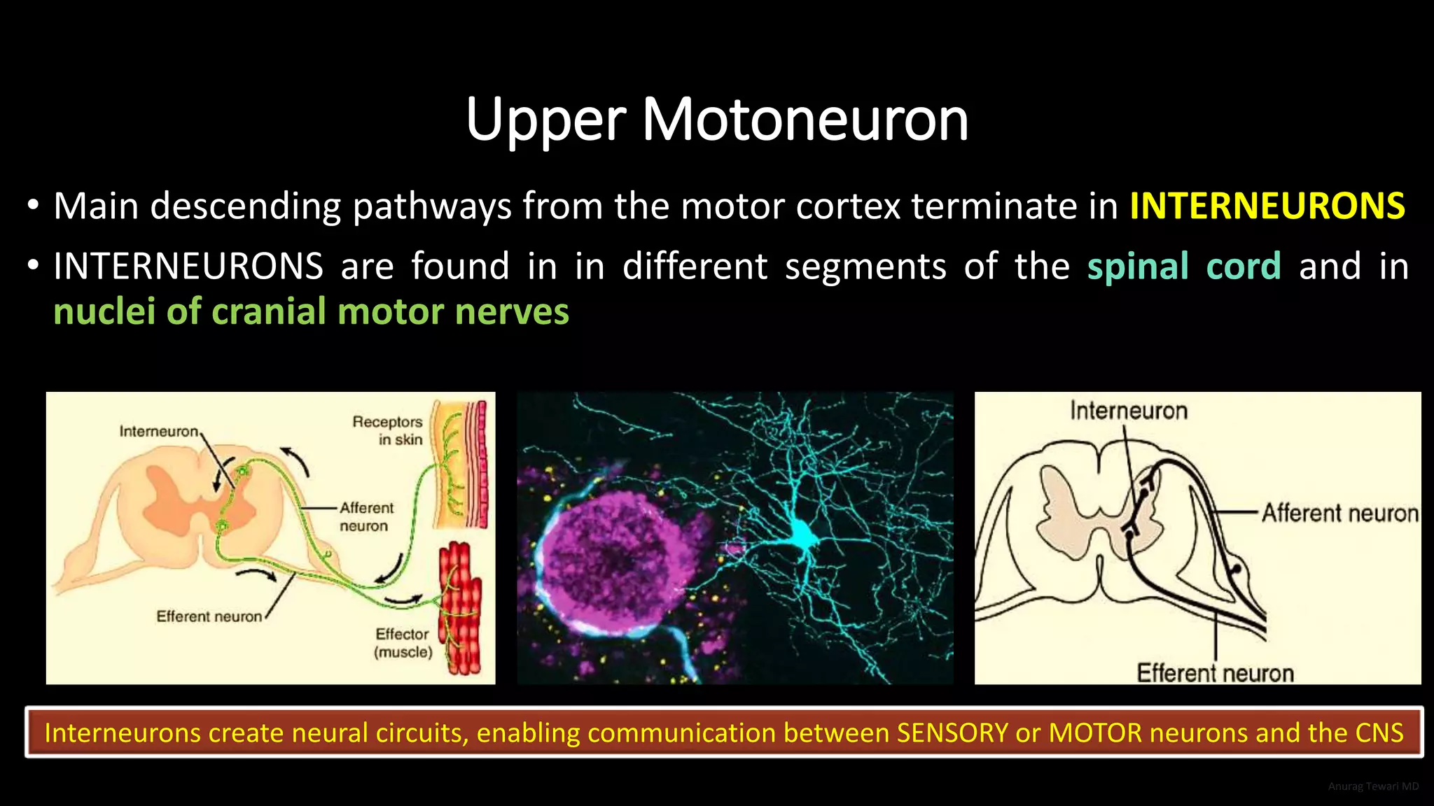 Basic Anatomy for Trans-cranial Motor Evoked Potentials Monitoring | PPTX
