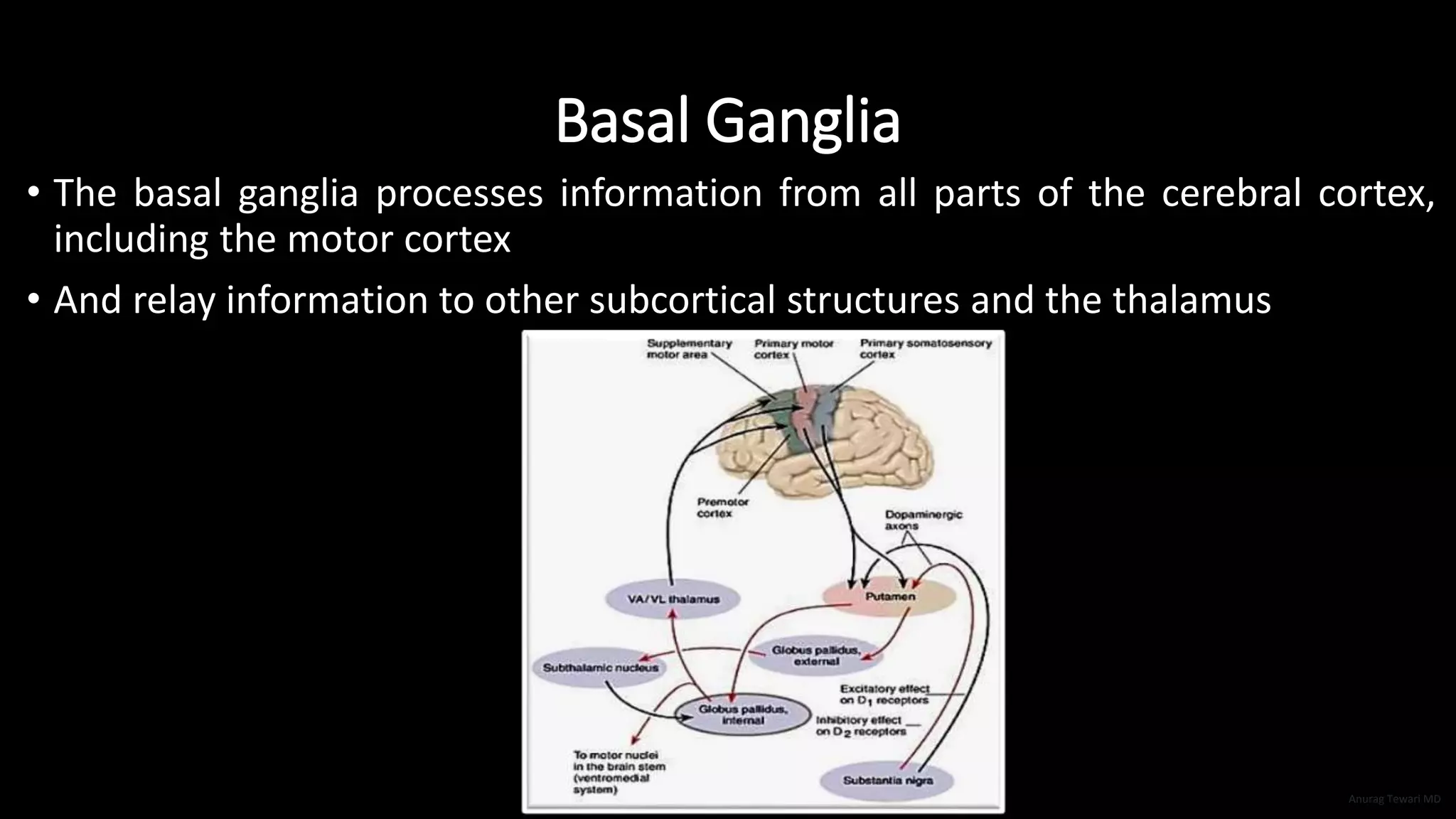 Basic Anatomy for Trans-cranial Motor Evoked Potentials Monitoring | PPTX
