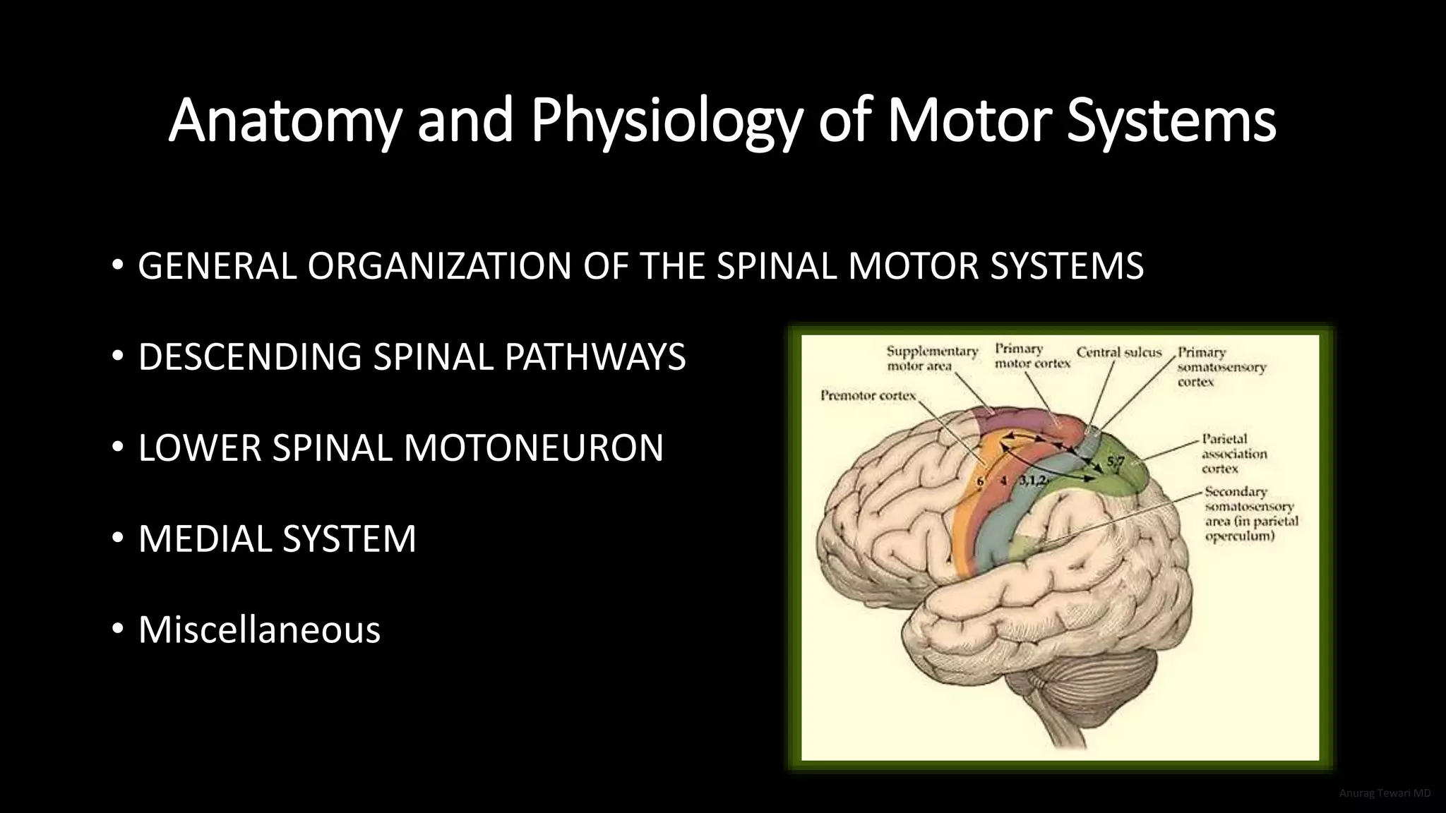 Basic Anatomy for Trans-cranial Motor Evoked Potentials Monitoring | PPTX