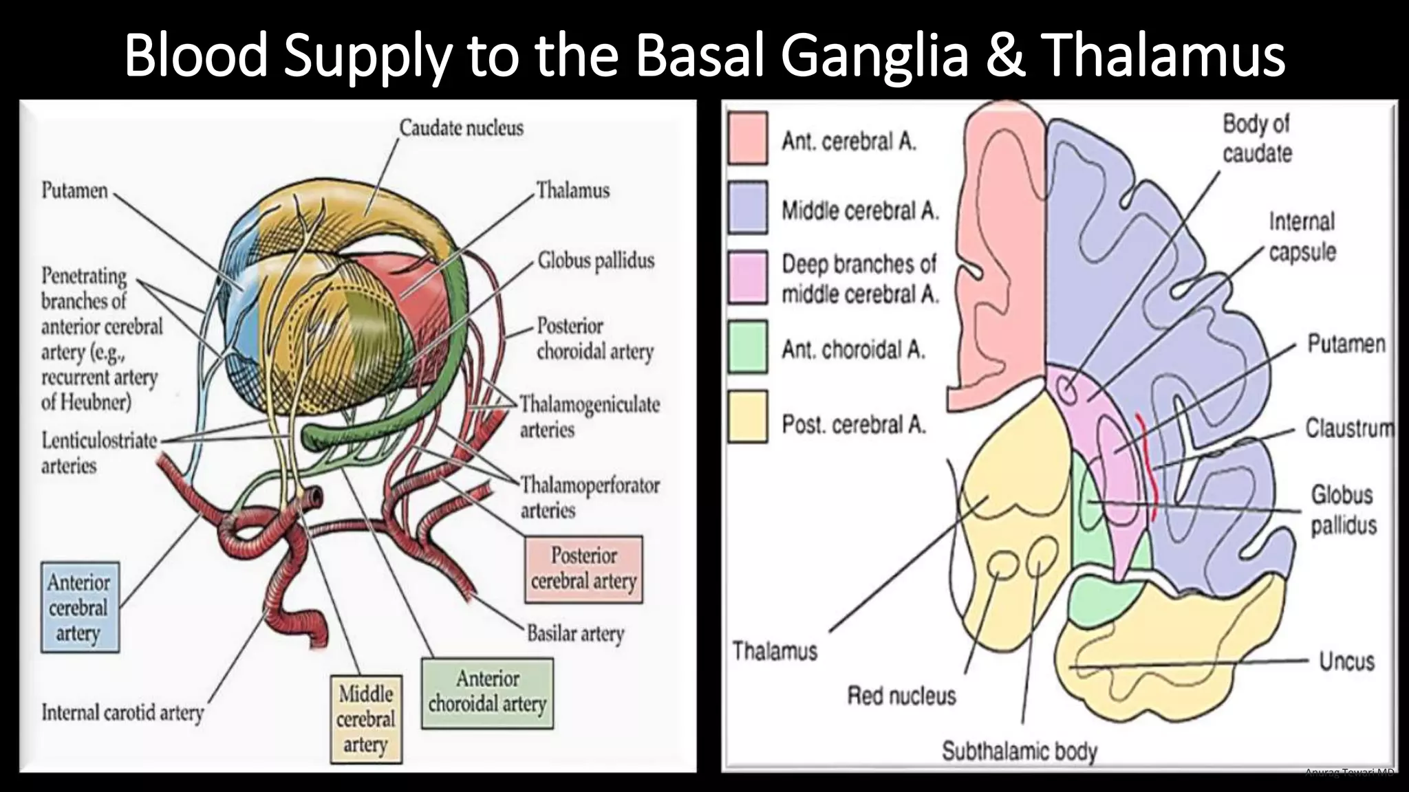 Basic Anatomy for Trans-cranial Motor Evoked Potentials Monitoring | PPTX