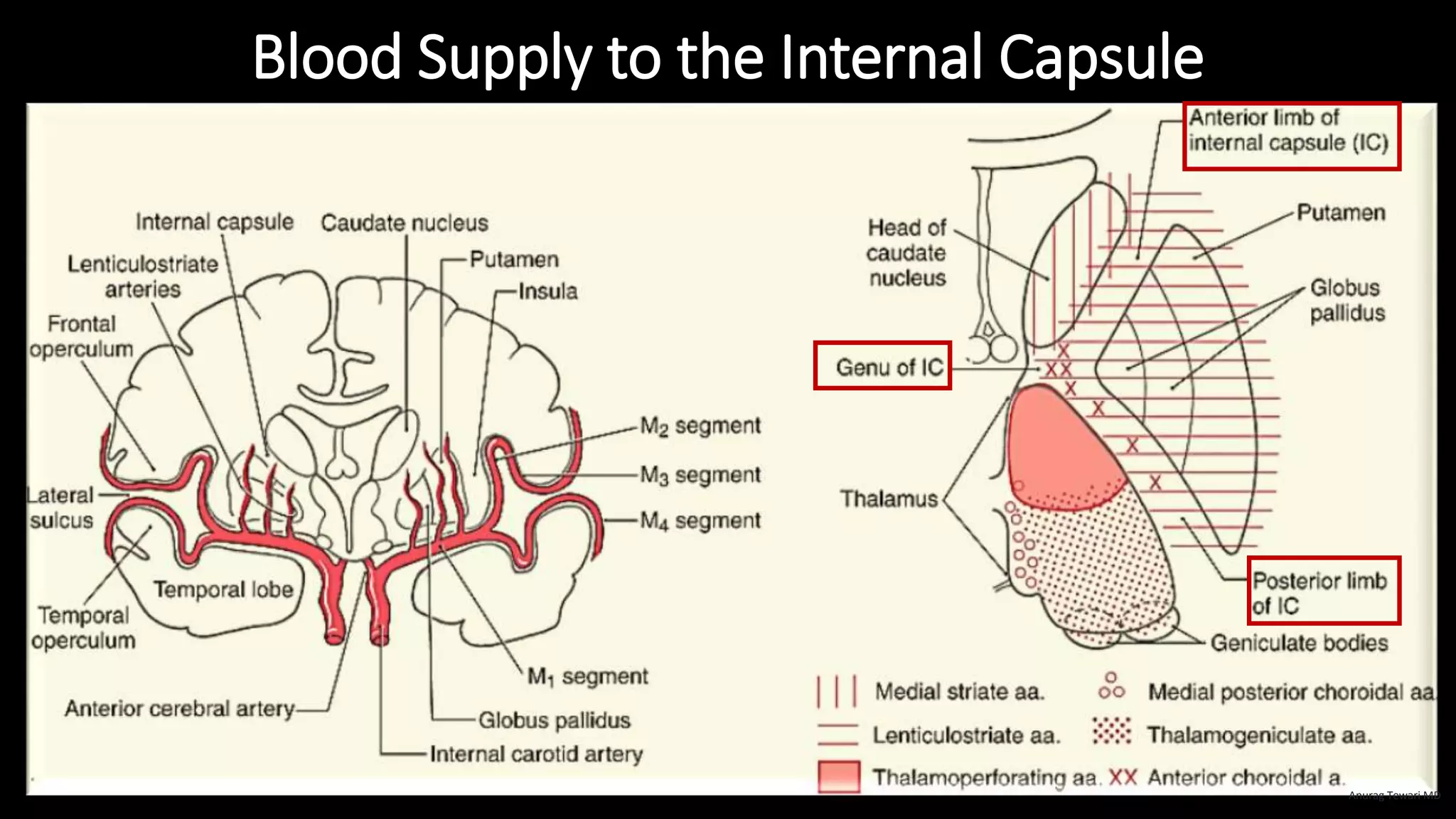 Basic Anatomy for Trans-cranial Motor Evoked Potentials Monitoring | PPTX