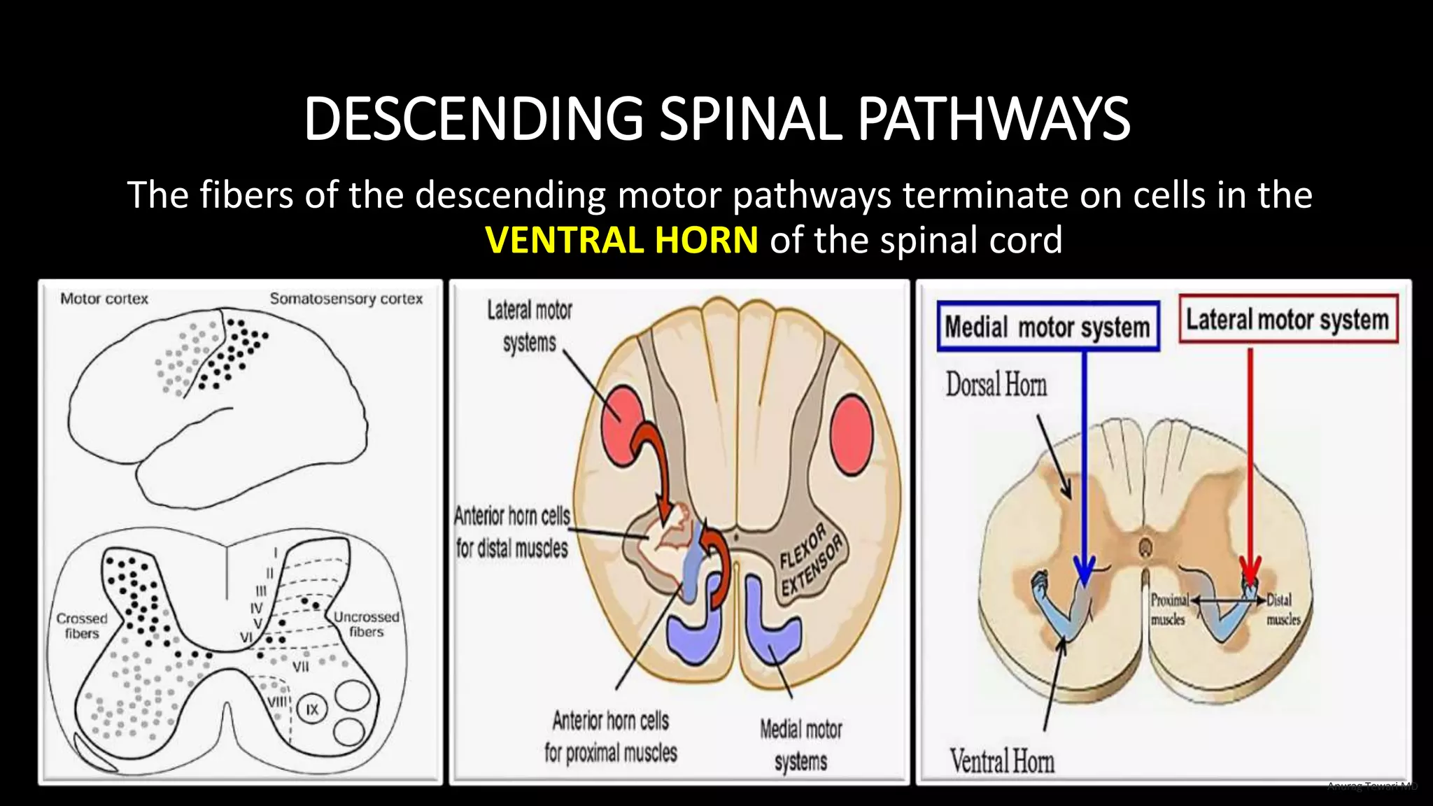 Basic Anatomy for Trans-cranial Motor Evoked Potentials Monitoring | PPTX