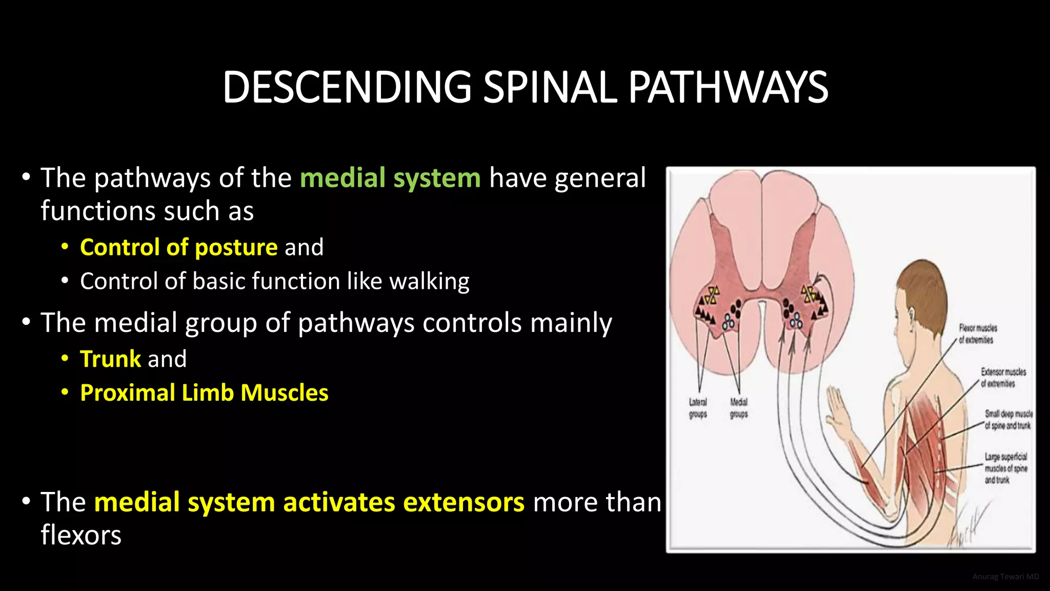 Basic Anatomy for Trans-cranial Motor Evoked Potentials Monitoring | PPTX