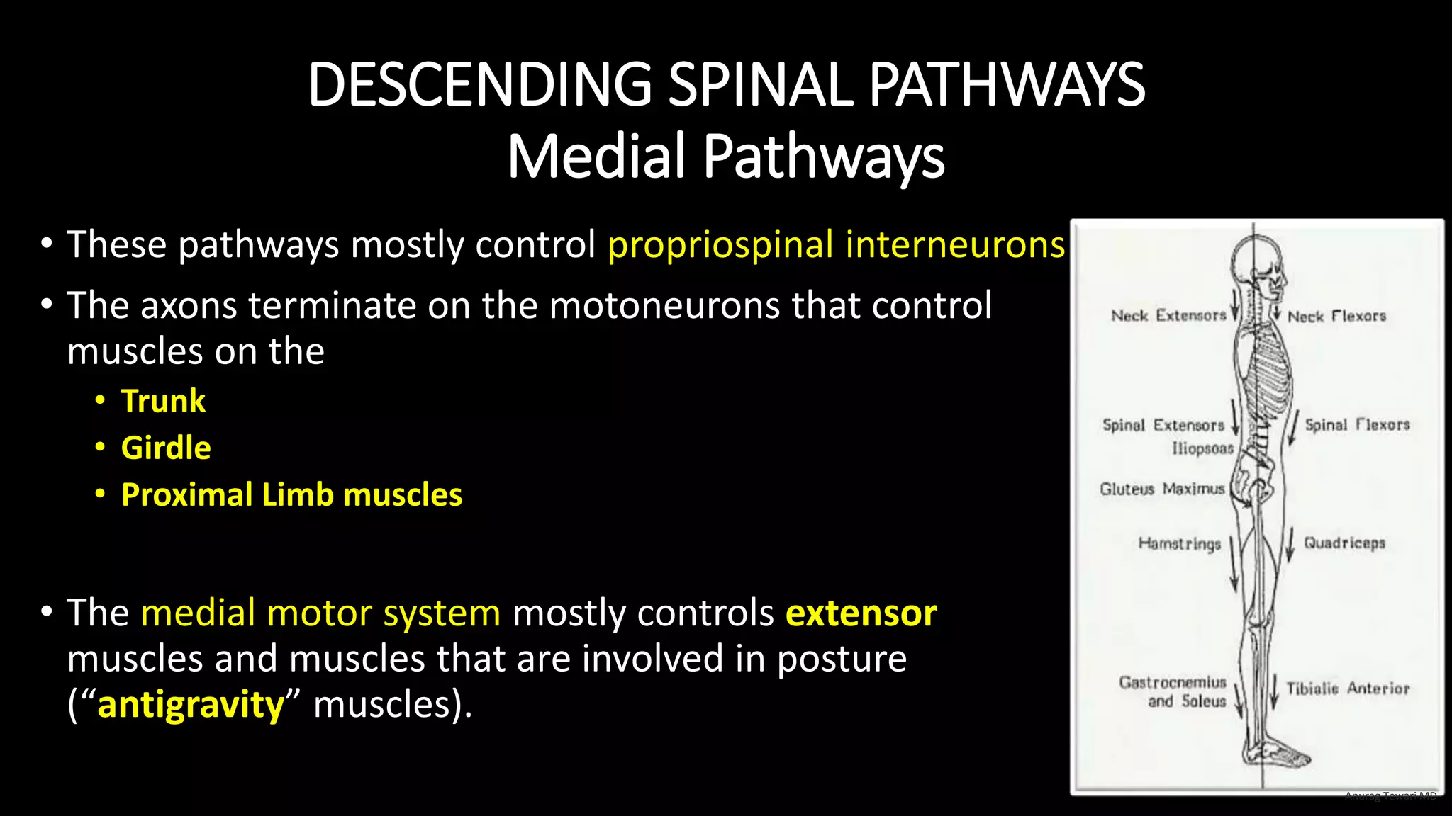 Basic Anatomy for Trans-cranial Motor Evoked Potentials Monitoring | PPTX