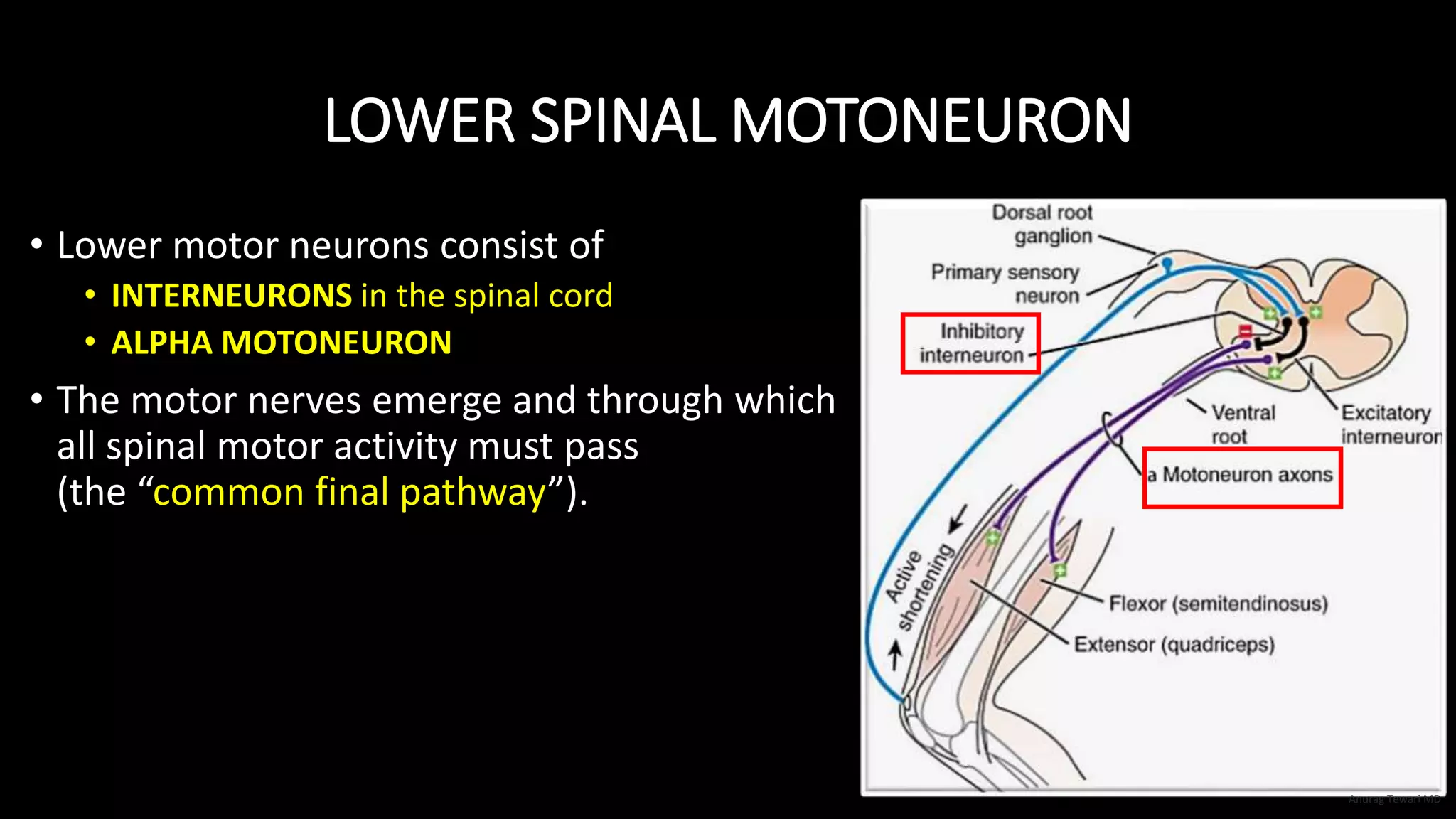 Basic Anatomy for Trans-cranial Motor Evoked Potentials Monitoring | PPTX