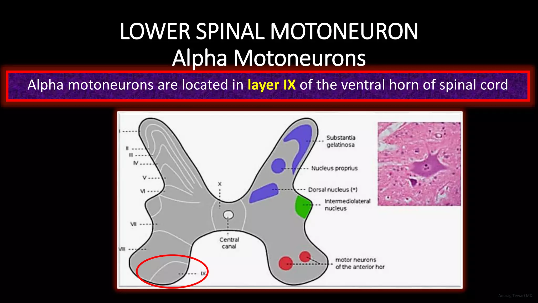 Basic Anatomy for Trans-cranial Motor Evoked Potentials Monitoring | PPTX