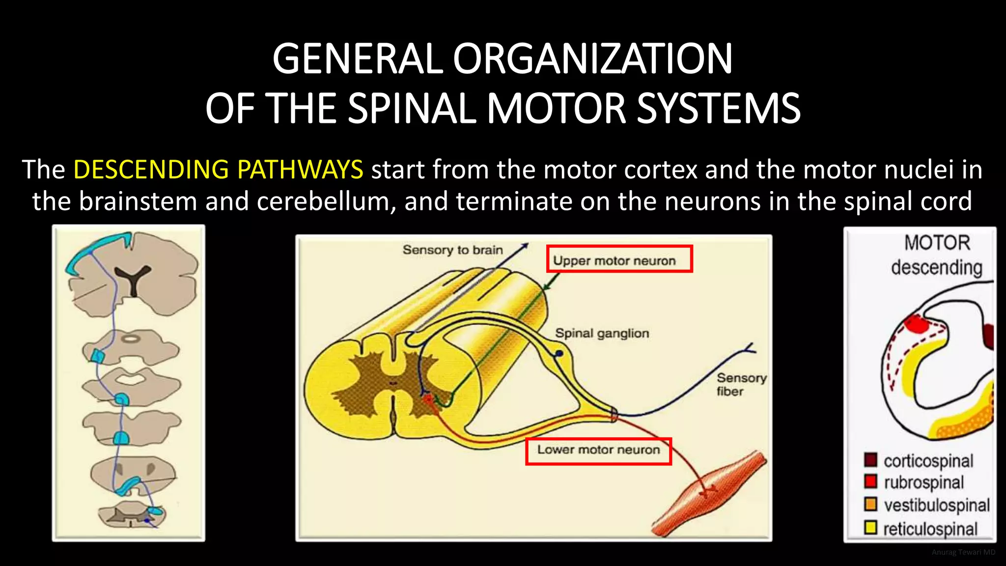 Basic Anatomy for Trans-cranial Motor Evoked Potentials Monitoring | PPTX